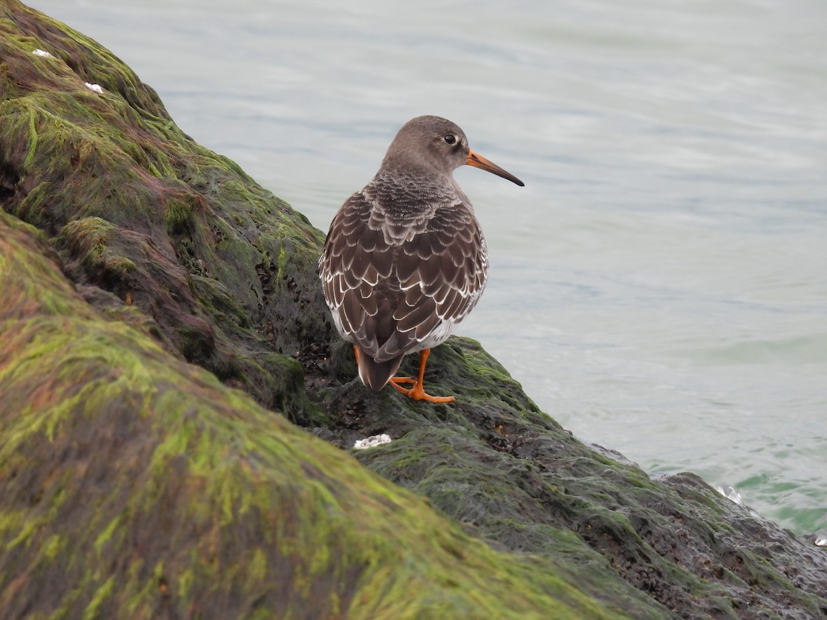 eBird Checklist - 25 Nov 2023 - Holland SP - 2 species