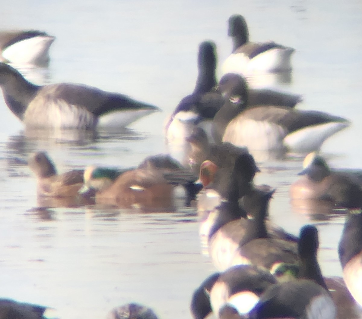 eBird Checklist - 25 Nov 2023 - Jamaica Bay Wildlife Refuge--West Pond ...