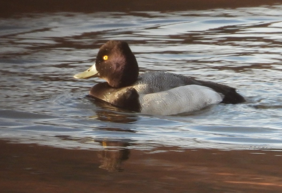 eBird Checklist - 25 Nov 2023 - Greenbelt Lake - Buddy Attick Lake Park ...