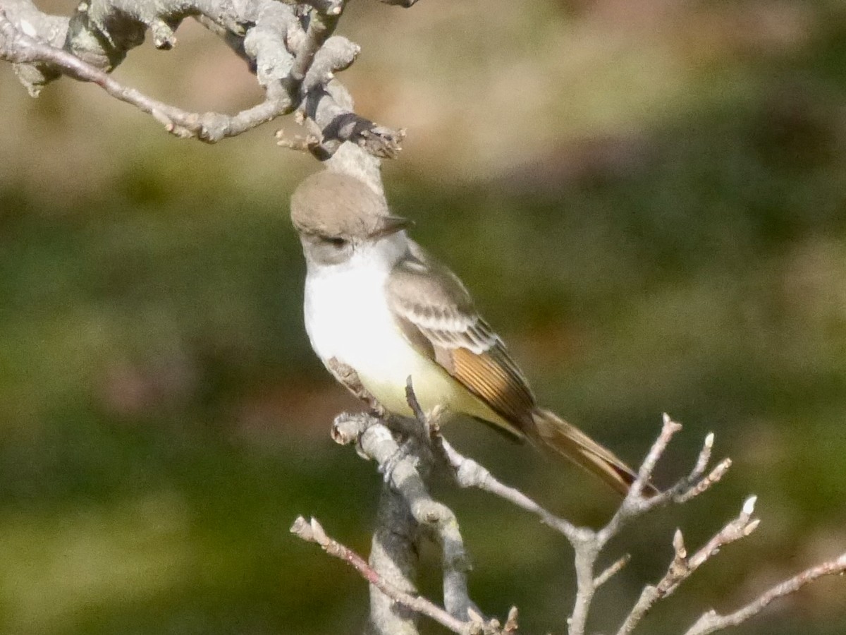 eBird Checklist - 25 Nov 2023 - 17 Michael Ave, Milltown, New Jersey ...