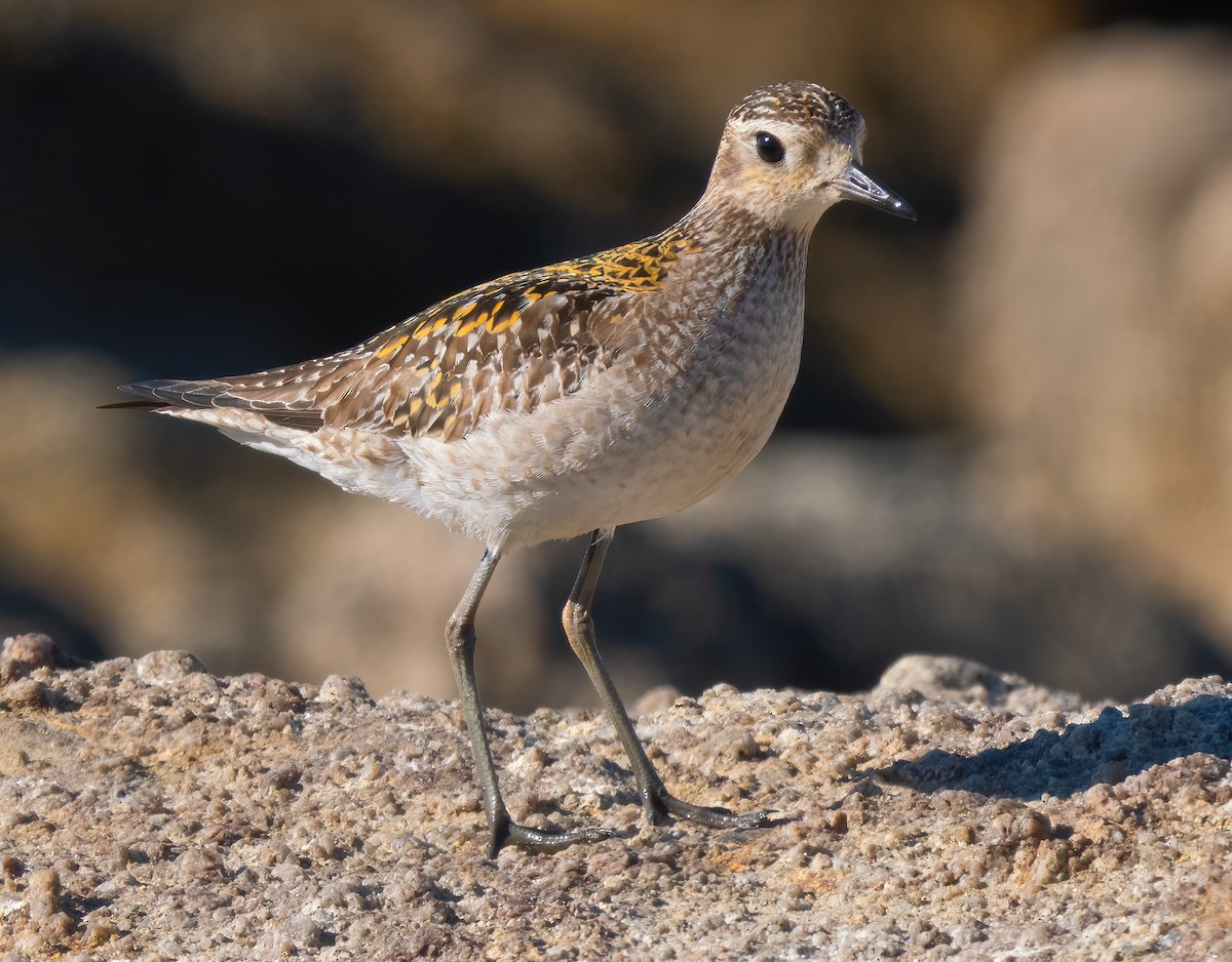 eBird Checklist - 25 Nov 2023 - Asilomar SB--rocky shore only [Jewell ...