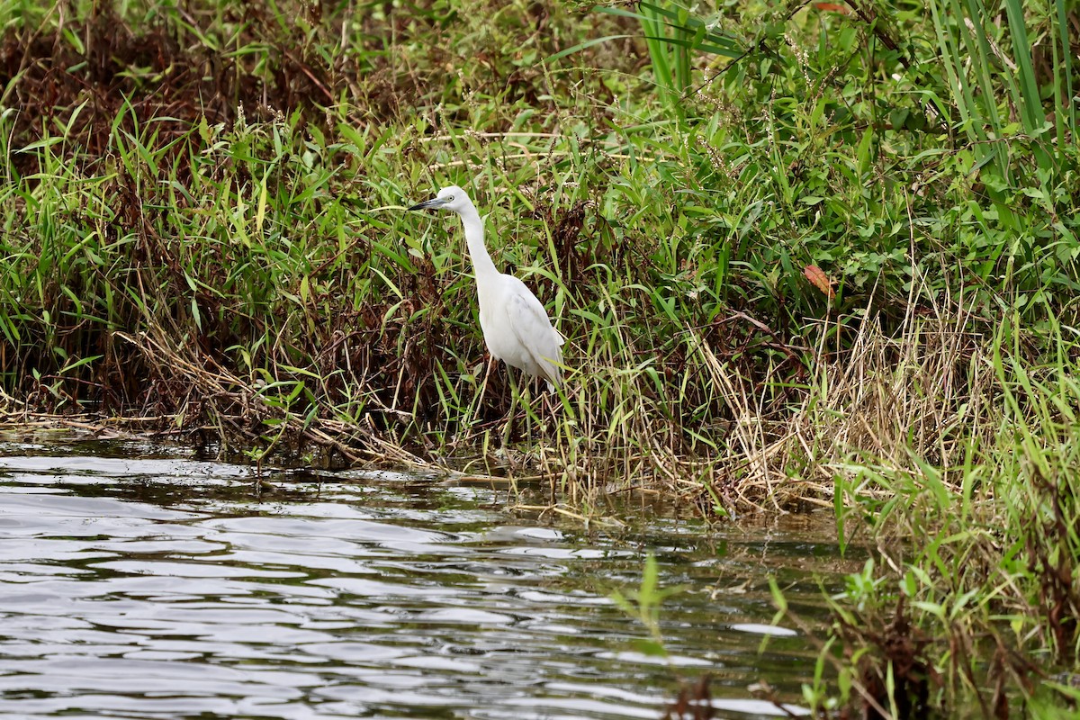 eBird Checklist - 25 Nov 2023 - Tenoroc Fish Management Area - 40 species