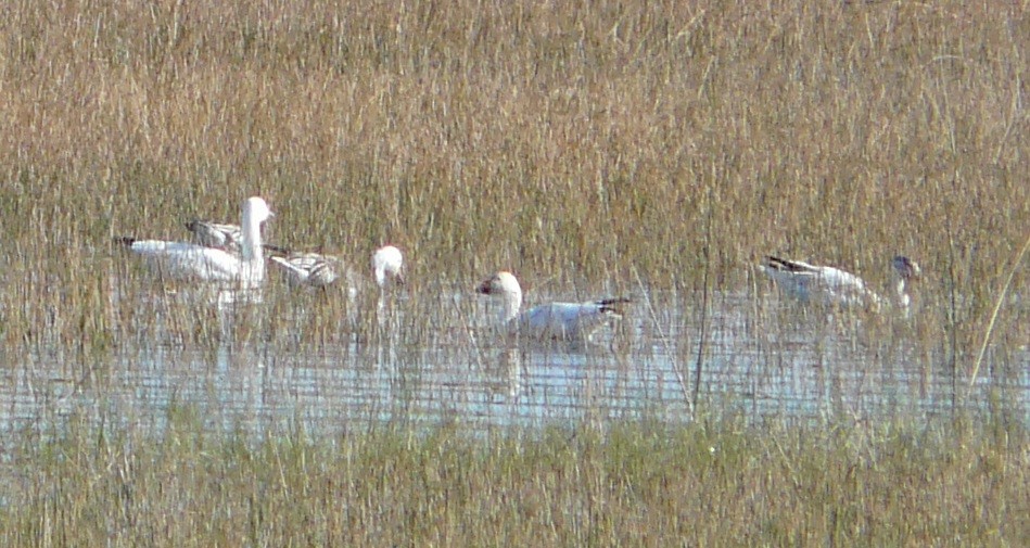 eBird Checklist - 25 Nov 2023 - St. Marks NWR--Stoney Bayou 1 & Twin ...