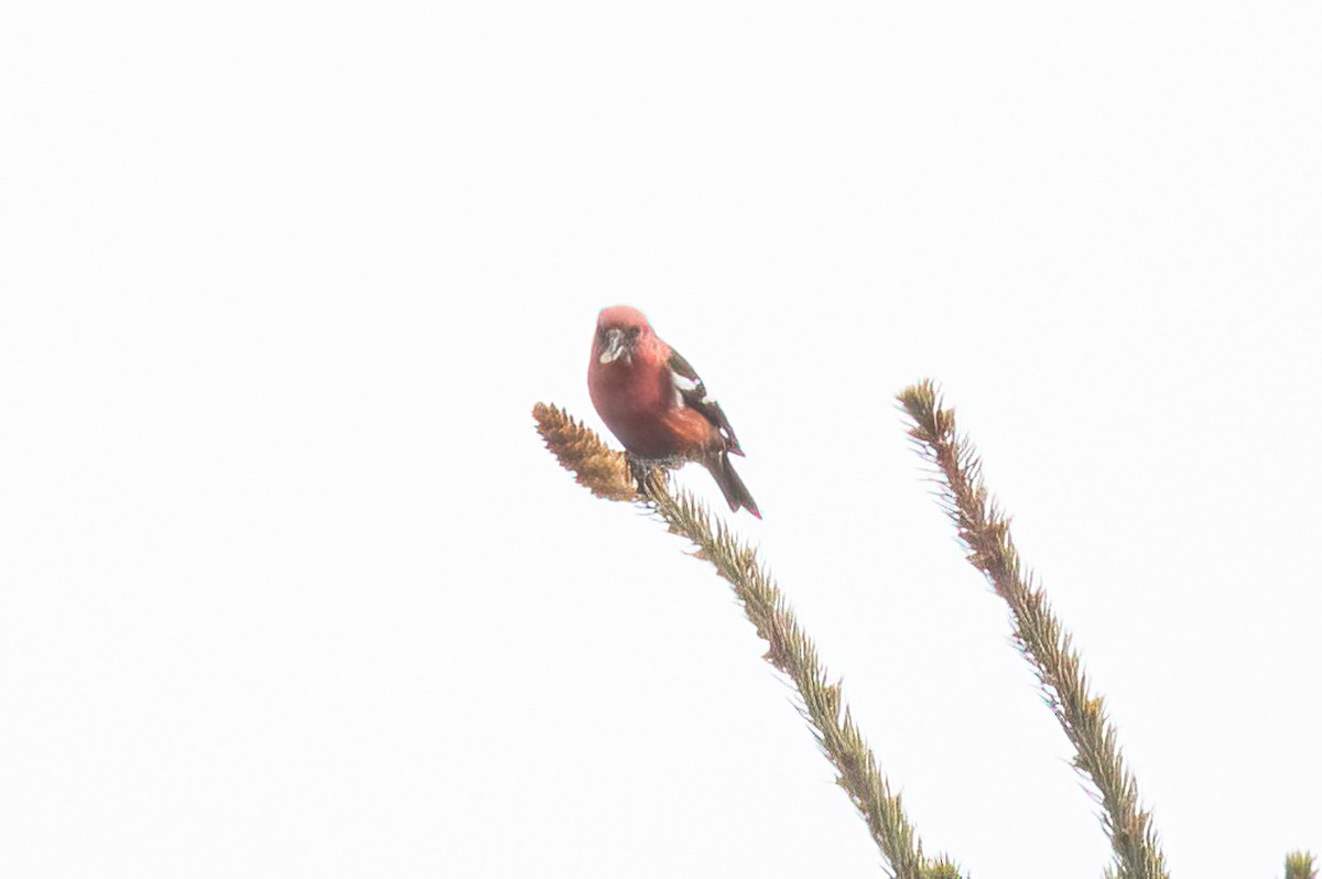 eBird Checklist - 25 Nov 2023 - 5901–6307 Falk Rd, Manistee US-MI 44. ...