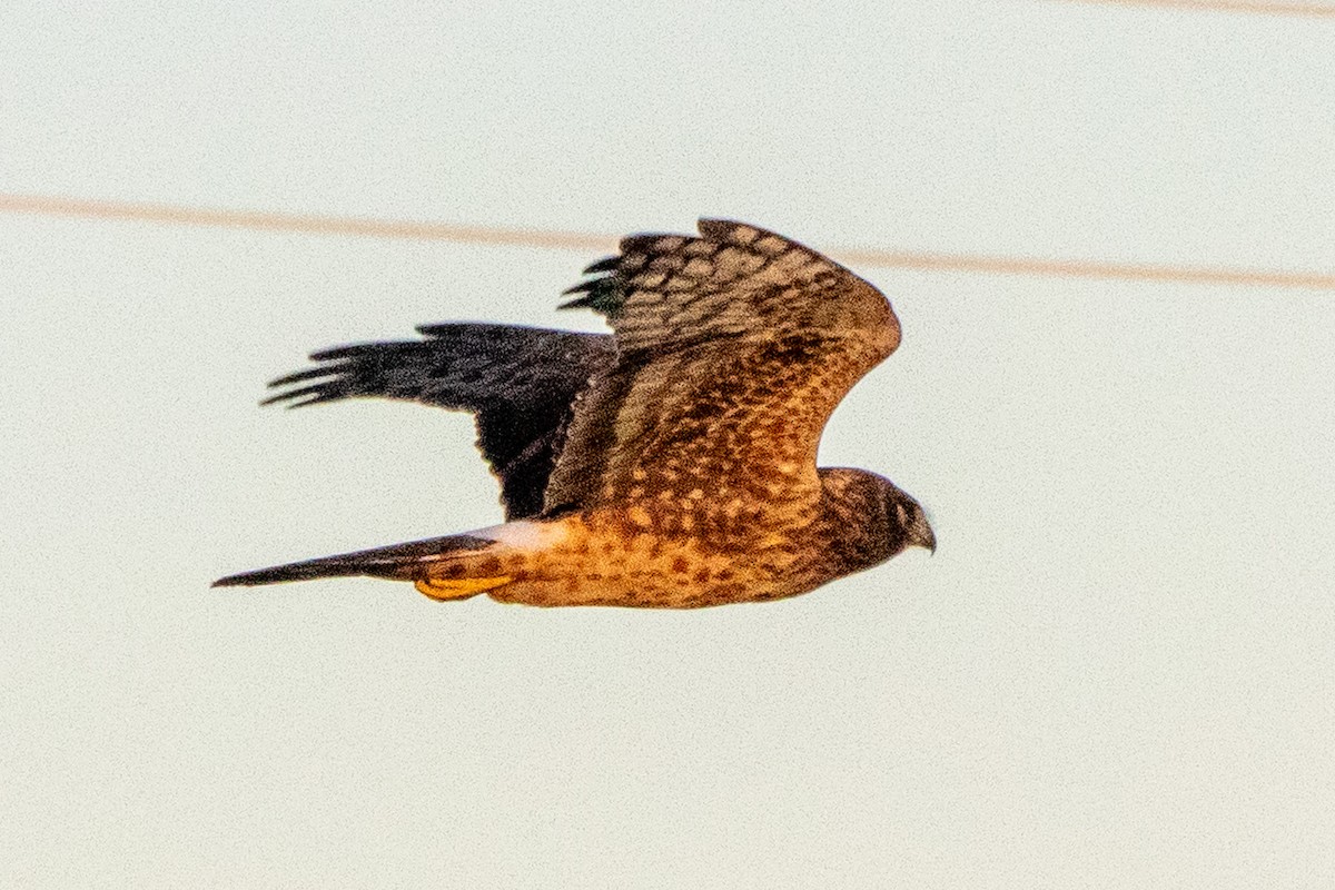 eBird Checklist - 25 Nov 2023 - Pole Farm (Mercer County Park NW) - 5 ...