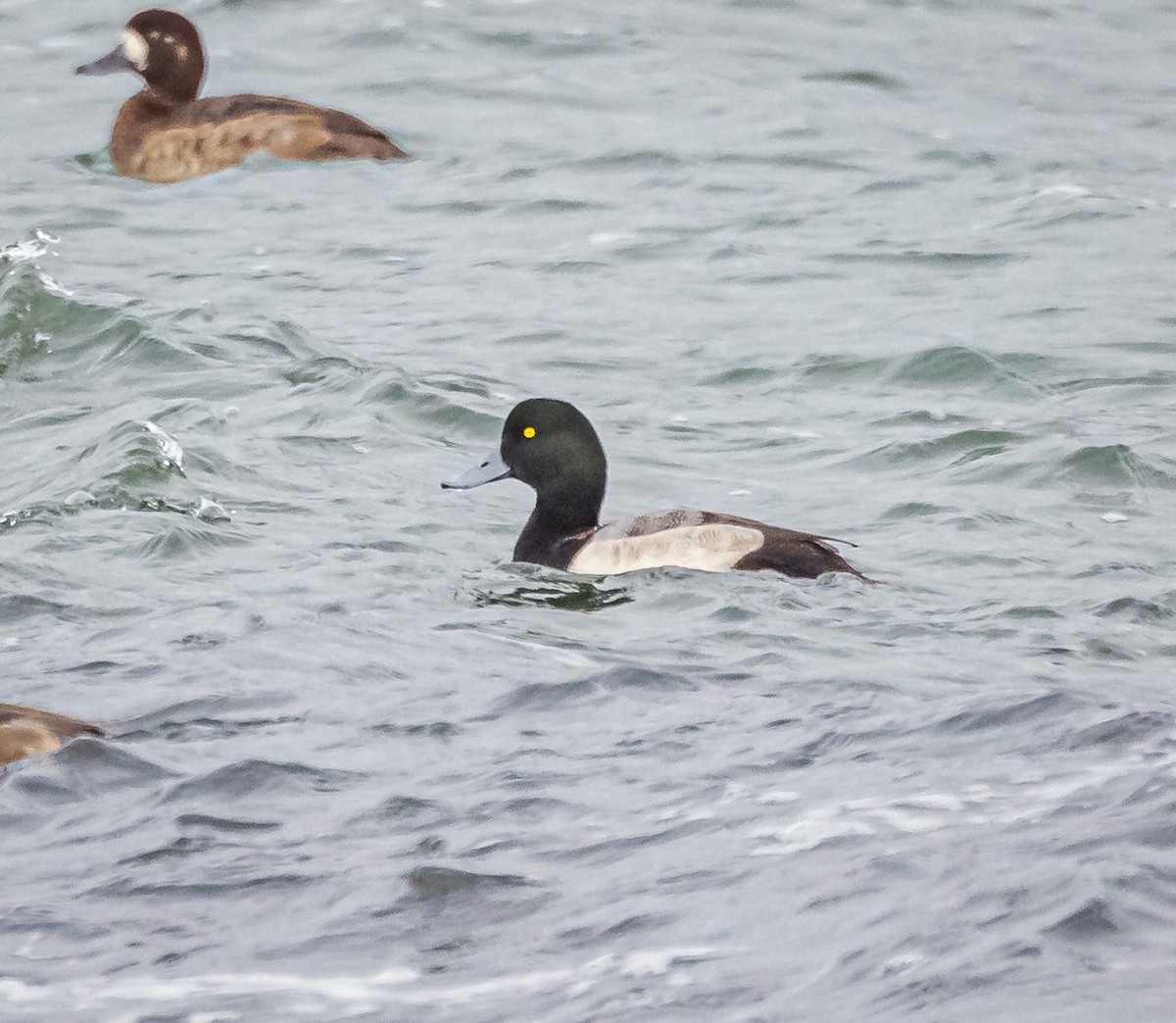 eBird Checklist - 25 Nov 2023 - Presque Isle SP (IBA) - 22 species