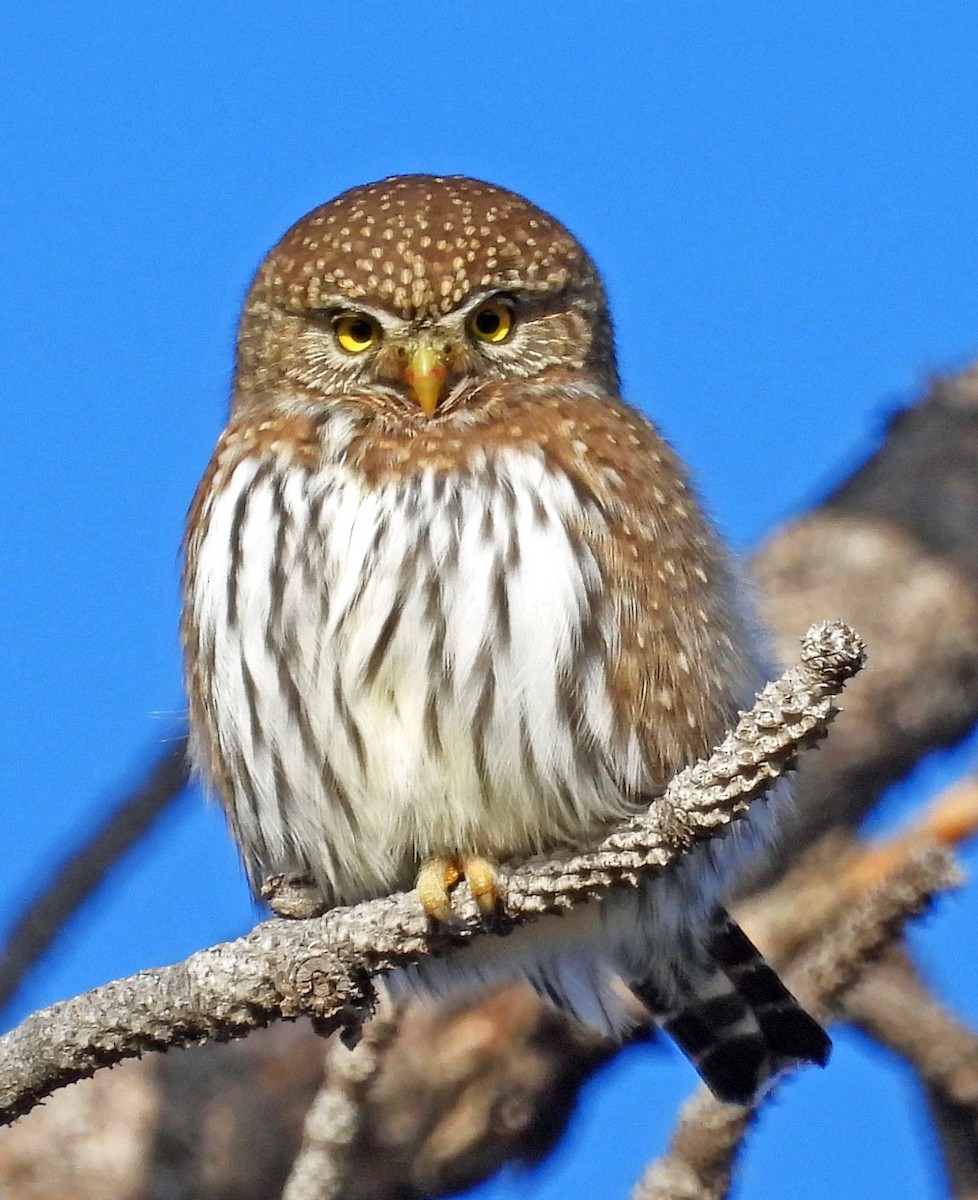 eBird Checklist - 25 Nov 2023 - Helena--Hauser Dam Road - 2 species
