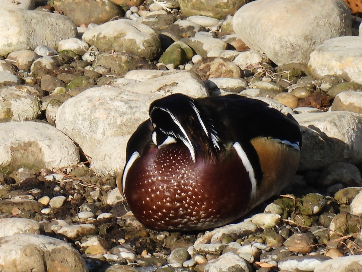 eBird Checklist - 25 Nov 2023 - Calgary--Carburn Park - 22 species