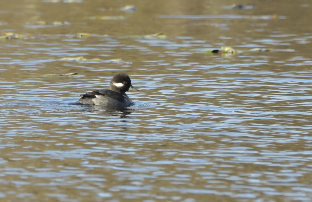 eBird Checklist - 25 Nov 2023 - Silver Lake Park/Nature Center - 38 species