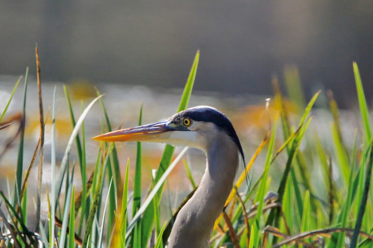 eBird Checklist - 25 Nov 2023 - Providence RECenter - 24 species