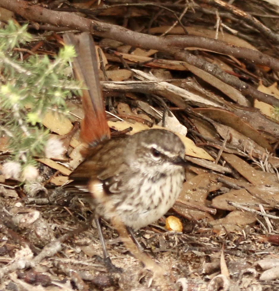 eBird Checklist - 26 Nov 2023 - Ferries McDonald Conservation Park - 8 ... eBird Checklist - 26 Nov 2023 - Ferries McDonald Conservation Park - 8 ...