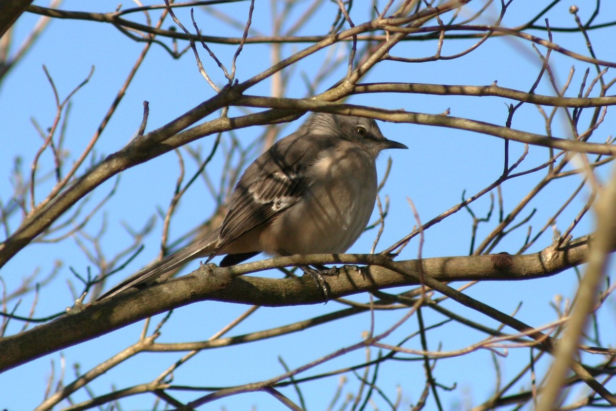 eBird Checklist - 25 Nov 2023 - Home (3804 Oxbow Dr, Camp Hill, PA USA ...