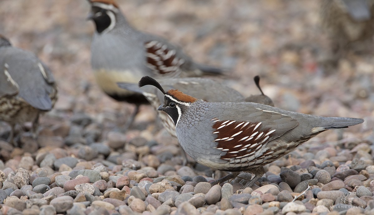 eBird Checklist - 25 Nov 2023 - 1 Dragoon Mt. Ranch, E Kingbird Trail ...