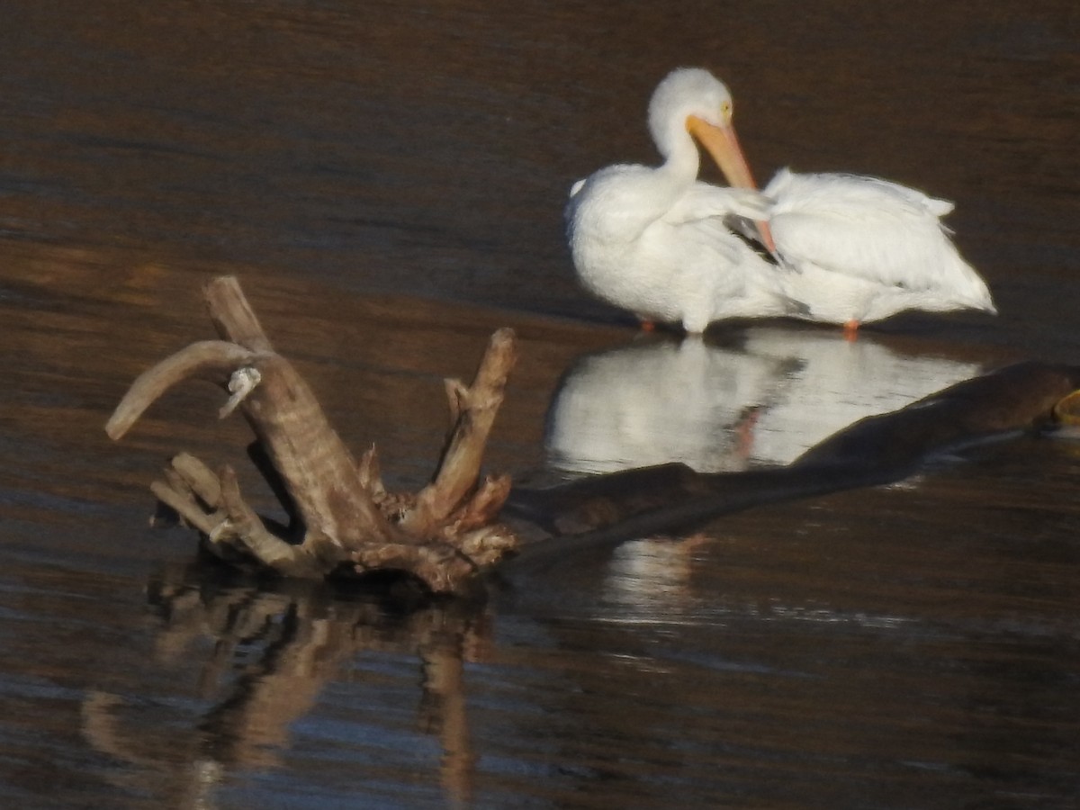 eBird Checklist - 22 Nov 2023 - Harley Park - 13 species