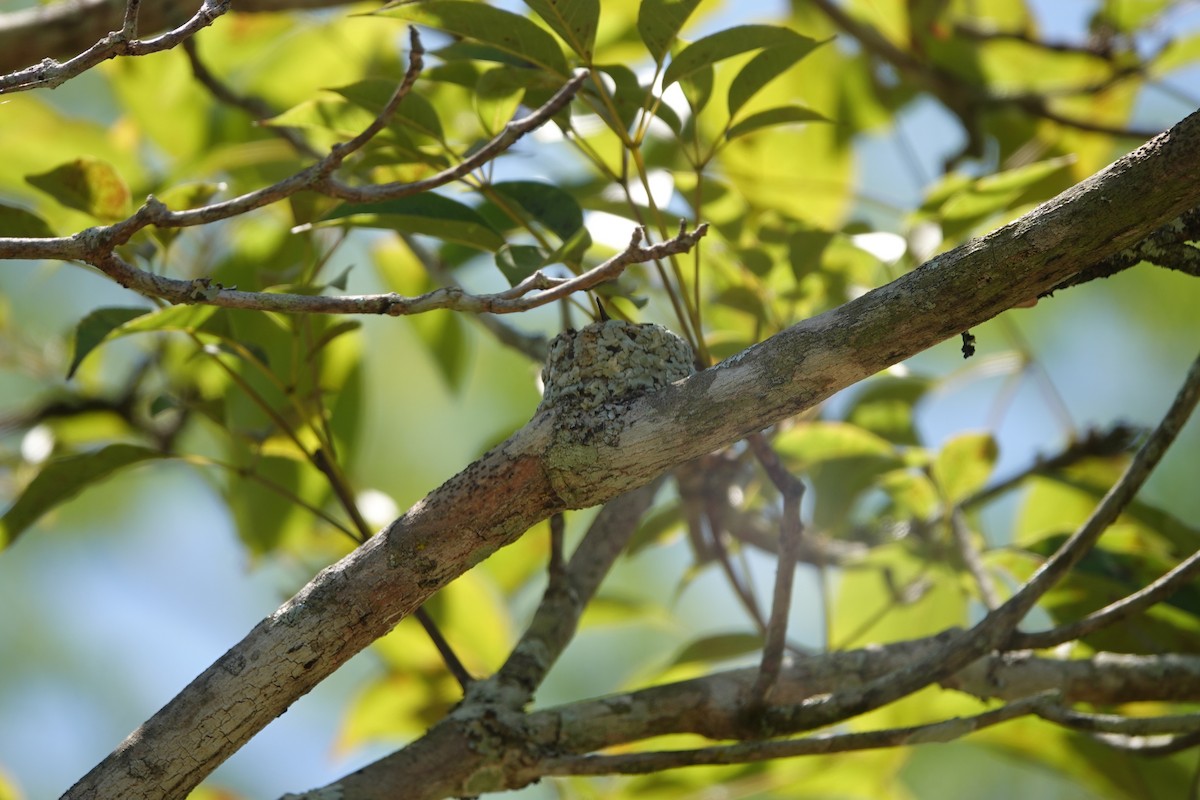 eBird Checklist - 11 Nov 2023 - Reserva Natural da Vale do Rio Doce ...