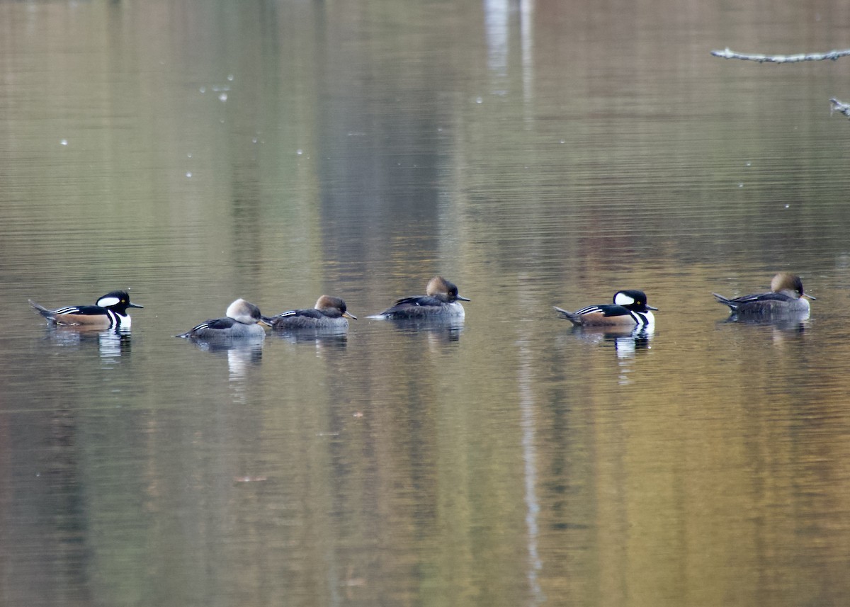 eBird Checklist - 25 Nov 2023 - Virginia Tech--Duck Pond - 12 species