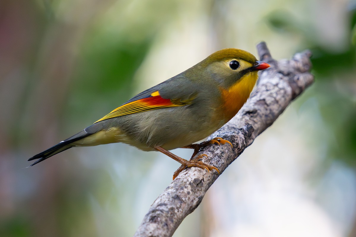 eBird Checklist - 25 Nov 2023 - ʻAiea Loop Trail and Keaīwa Heiau SP ... eBird Checklist - 25 Nov 2023 - ʻAiea Loop Trail and Keaīwa Heiau SP ...