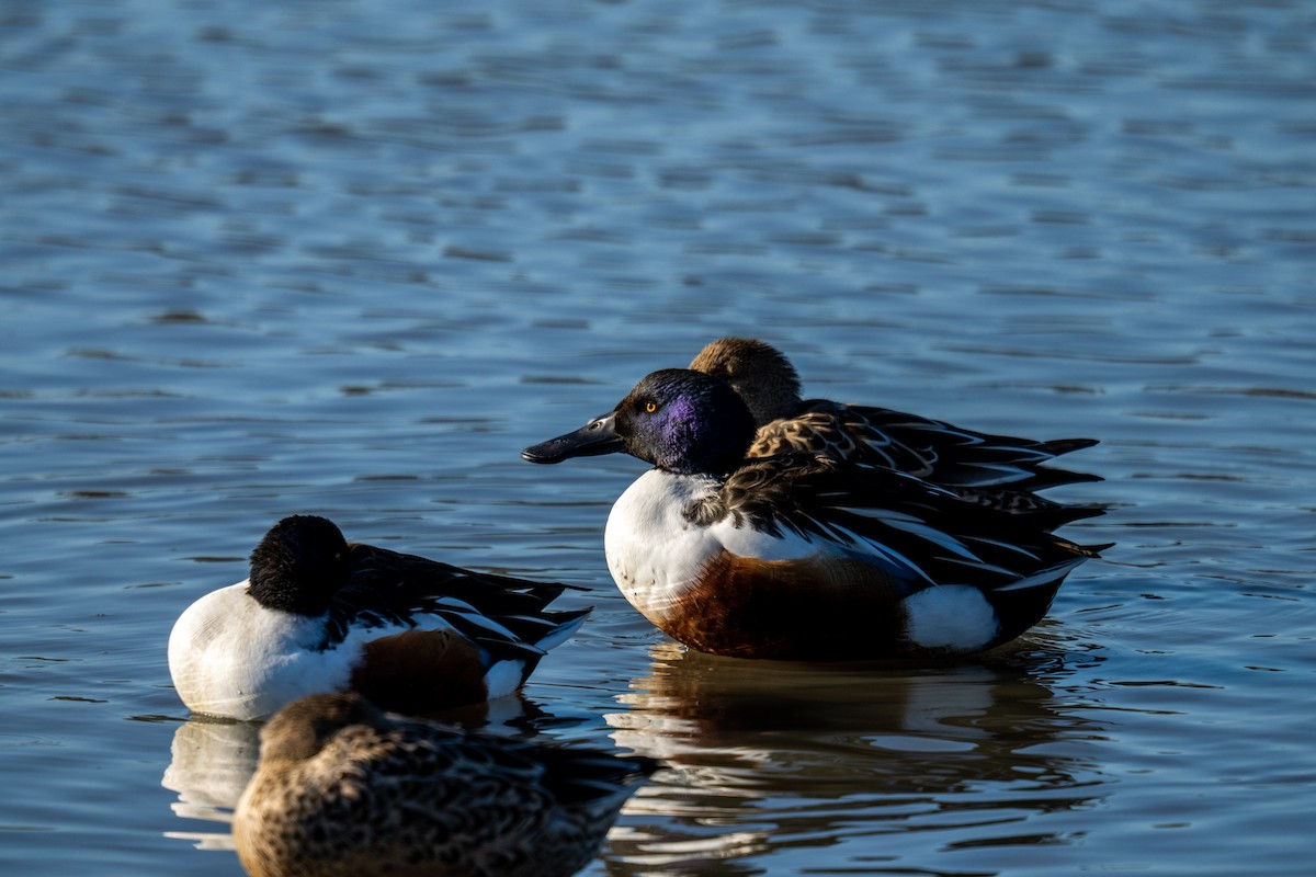 eBird Checklist - 25 Nov 2023 - Palo Alto Baylands Nature Preserve ...