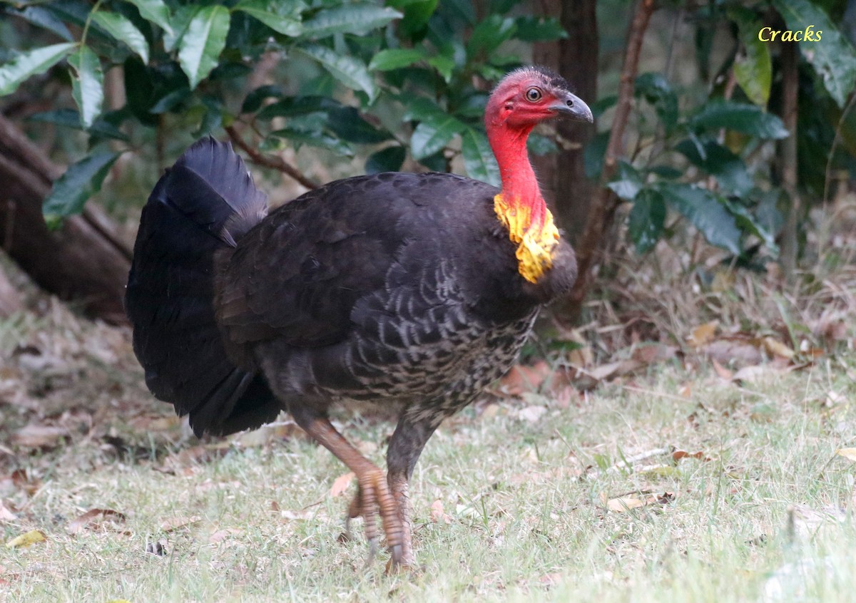 eBird Checklist - 2 Nov 2023 - O'Reilly's Rainforest Retreat - 31 species