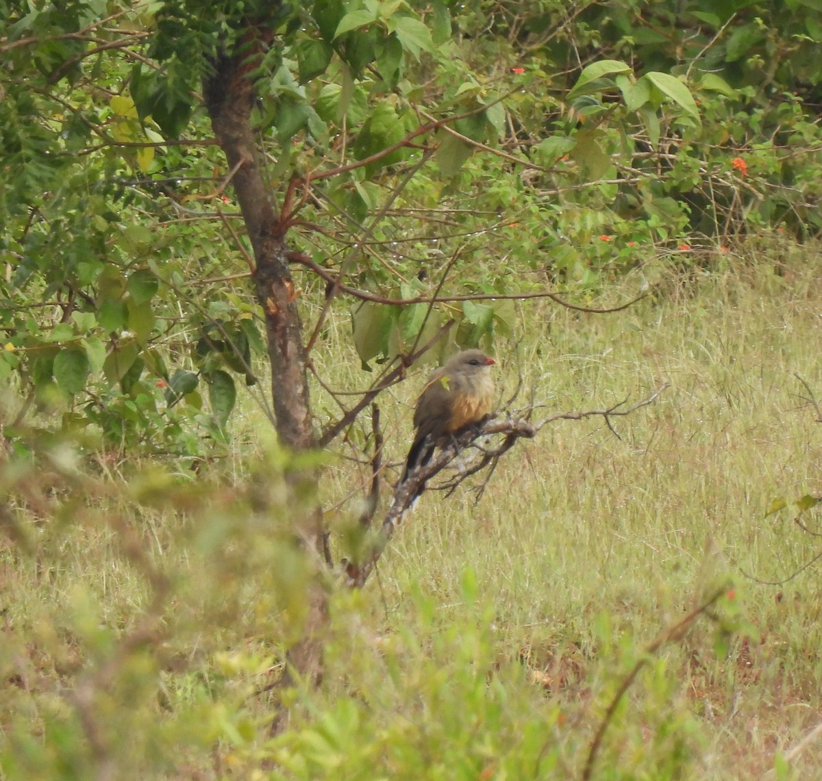 eBird India Checklist - 23 Nov 2023 - Badanaguppe ಬದನಗುಪ್ಪೆ - 39 species