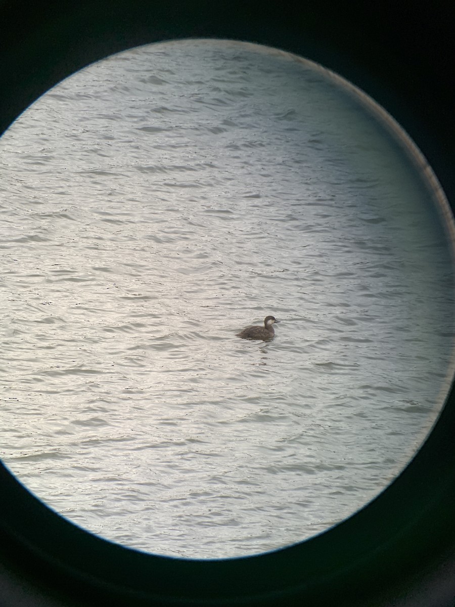 eBird Checklist - 26 Nov 2023 - Oliver Lock & Dam - 13 species