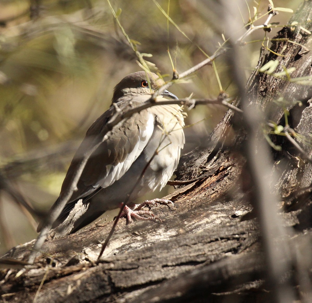 eBird Checklist - 22 Nov 2023 - Confluence Park - 25 species