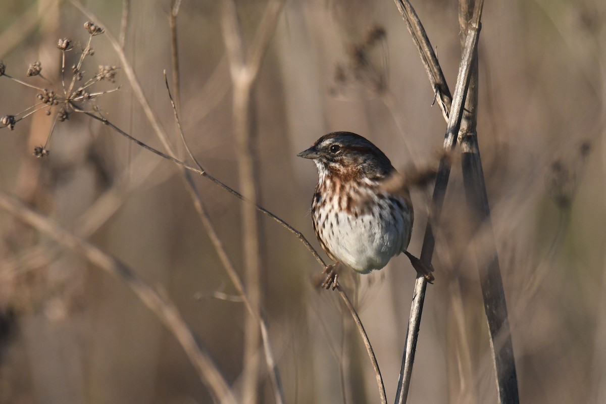 eBird Checklist - 25 Nov 2023 - Substation Rd Fields - 11 species (+2 ...