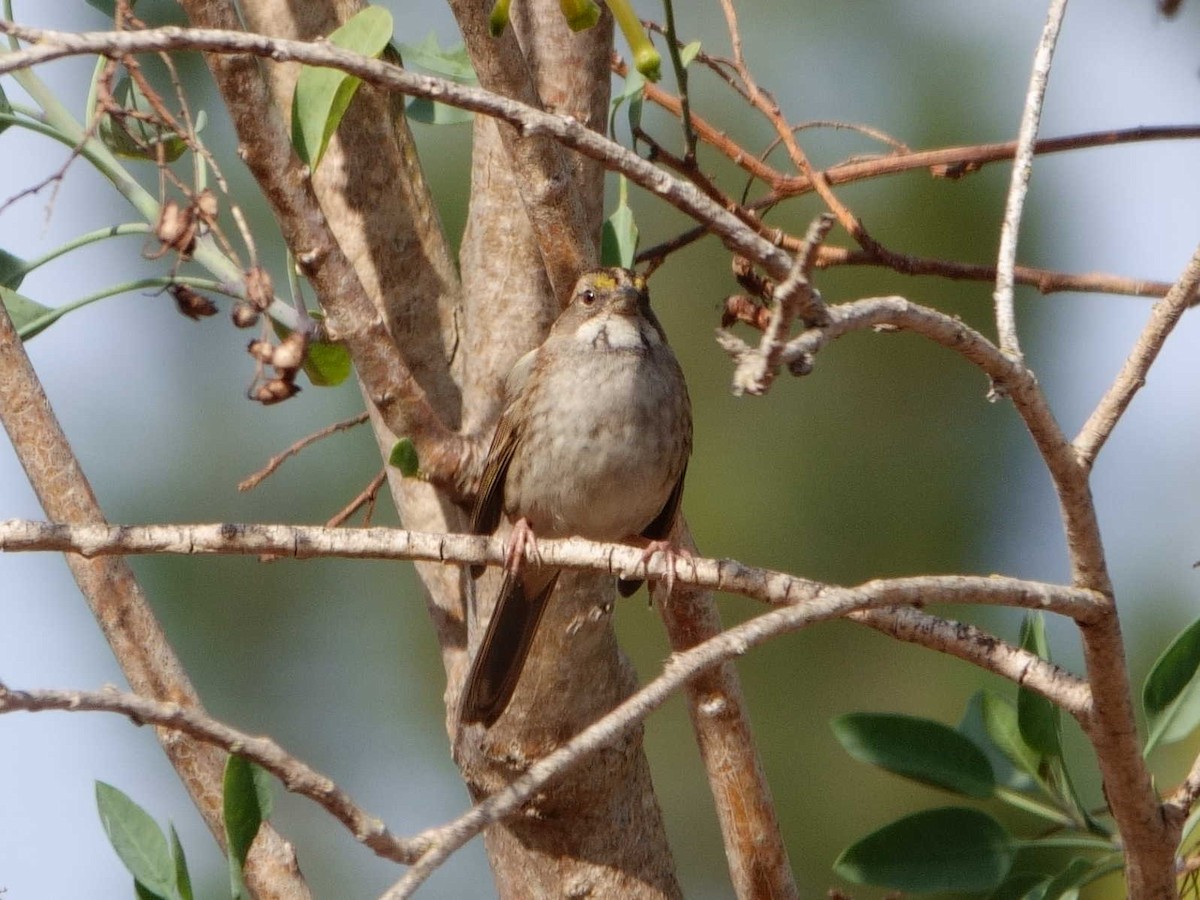 eBird Checklist - 26 Nov 2023 - Santa Ynez River at Santa Rosa Road ...
