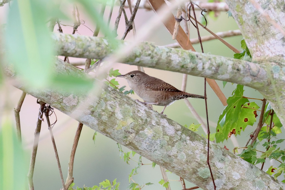 eBird Checklist - 25 Nov 2023 - Loxahatchee NWR - 15 species