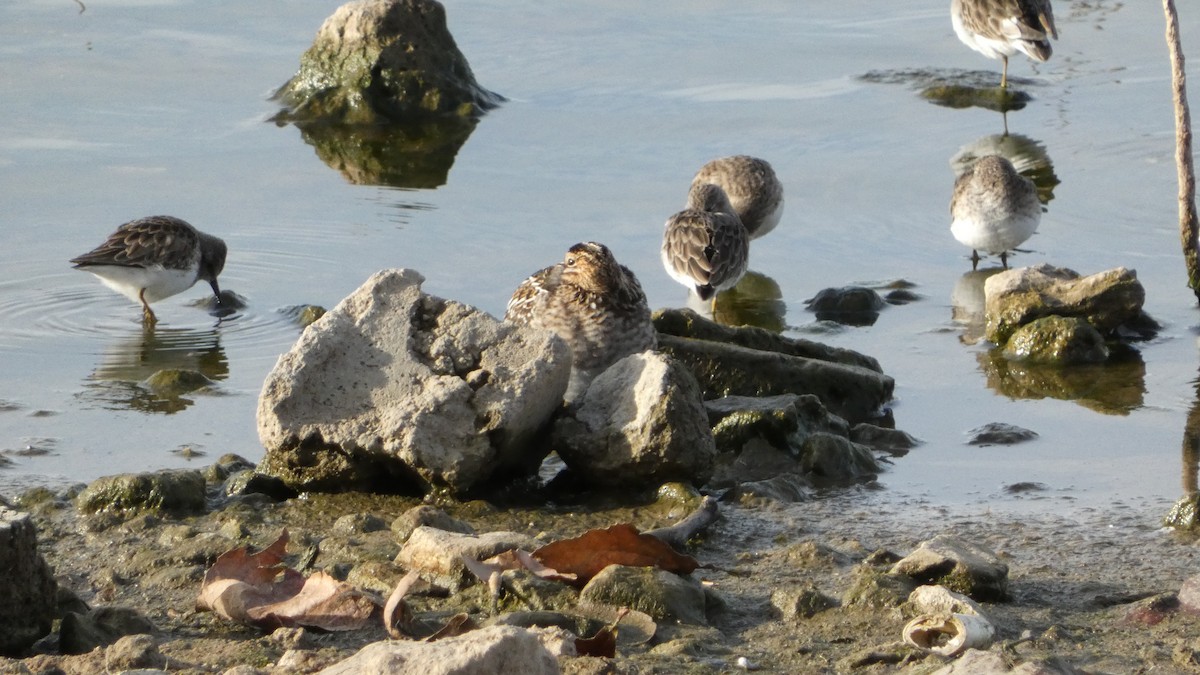 eBird Checklist - 26 Nov 2023 - Frank G. Bonelli RP/Puddingstone ...