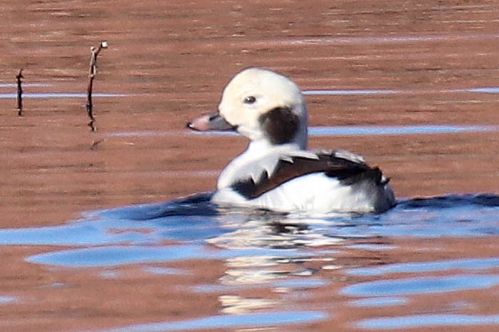 eBird Checklist - 26 Nov 2023 - Bosque del Apache NWR - 1 species
