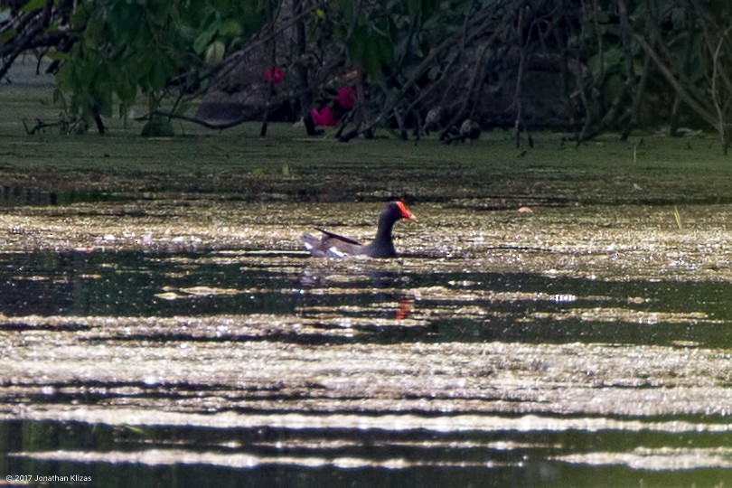 eBird Checklist - 15 Jun 2017 - Duke Farms IBA - 35 species