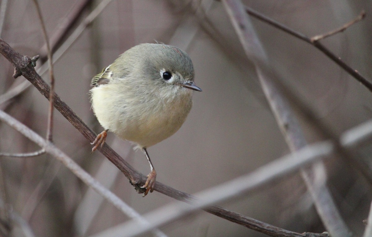 eBird Checklist - 25 Nov 2023 - Rondeau PP--South Point Trail East - 20 ...