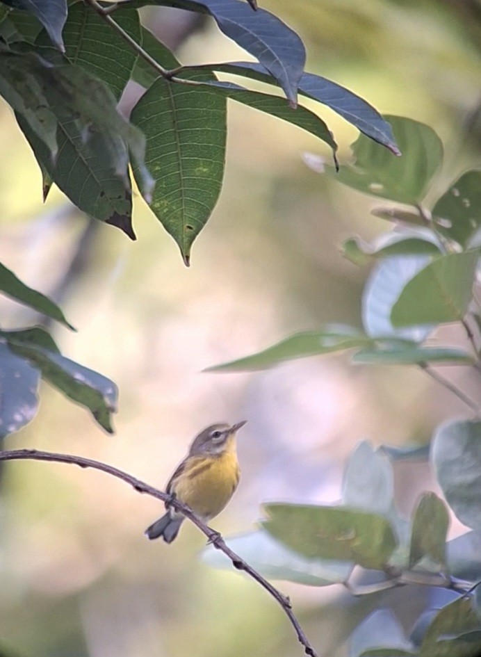 eBird Checklist - 26 Nov 2023 - Gamboa Rainforest Resort--marina - 61 ...