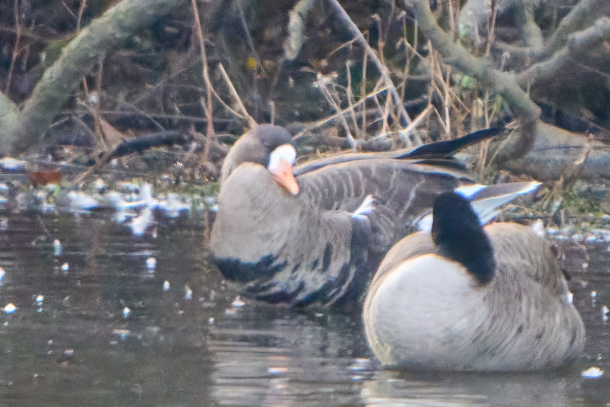 eBird Checklist - 25 Nov 2023 - Tung Ting Pond, Centerport (private ...