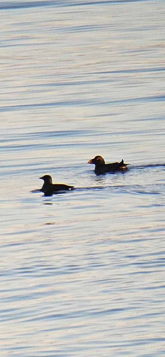 eBird Checklist - 26 Nov 2023 - Point Defiance Park--Dune Peninsula ...