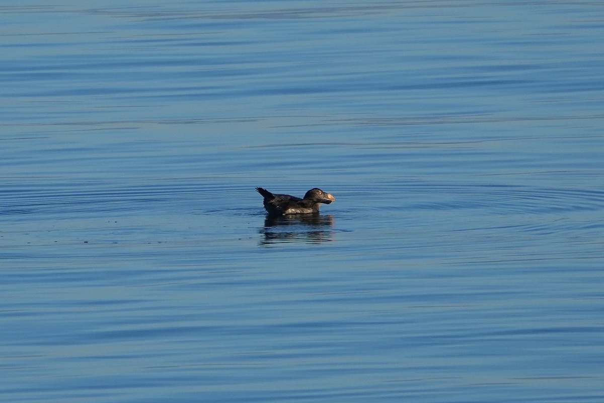 eBird Checklist - 26 Nov 2023 - Point Defiance Park--Dune Peninsula ...
