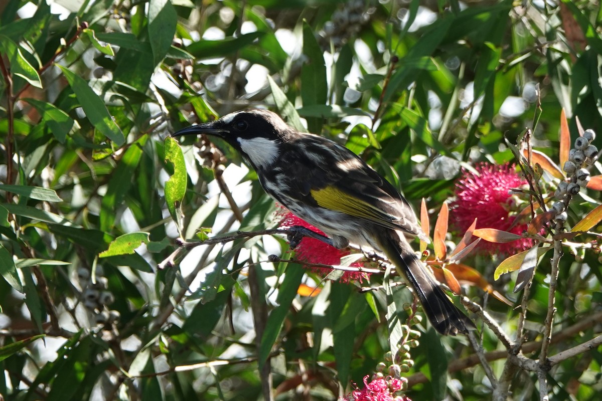 eBird Checklist - 14 Nov 2018 - Abattoir Swamp--Julatten - 8 species