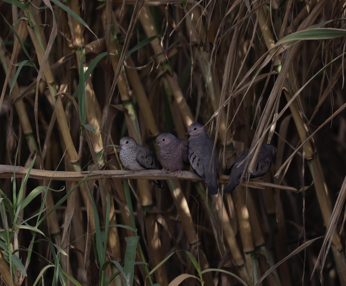 eBird Checklist - 24 Nov 2023 - Reserva Ecológica Estero de San José ...