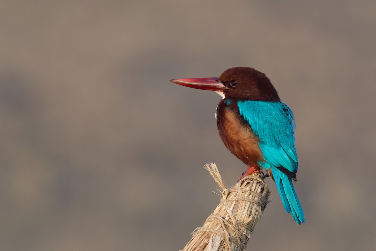 eBird India Checklist - 27 Nov 2023 - Pursura, Hooghly IN-WB 22.94579 ...