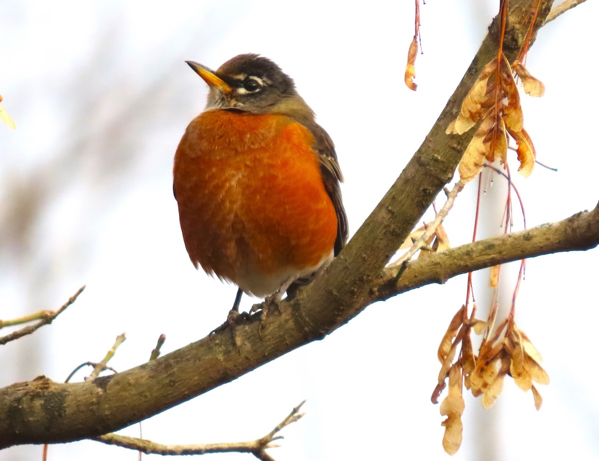 North Carolina Bird Atlas Checklist - 26 Nov 2023 - Schenck Forest - 46 ...