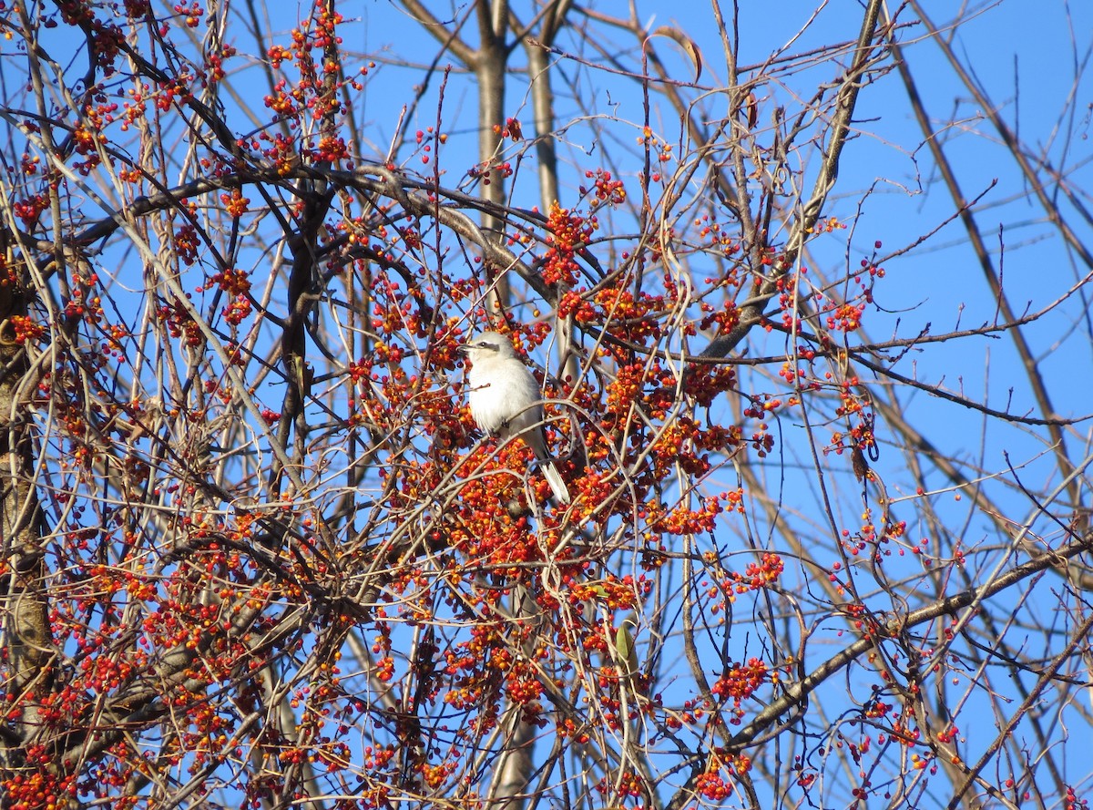 eBird Checklist - 27 Nov 2023 - NJ Audubon Hariton Sanctuary - 24 species