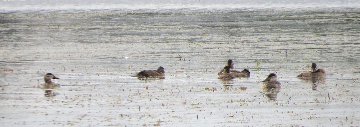 eBird Checklist - 27 Nov 2023 - Hunters Lake - 36 species