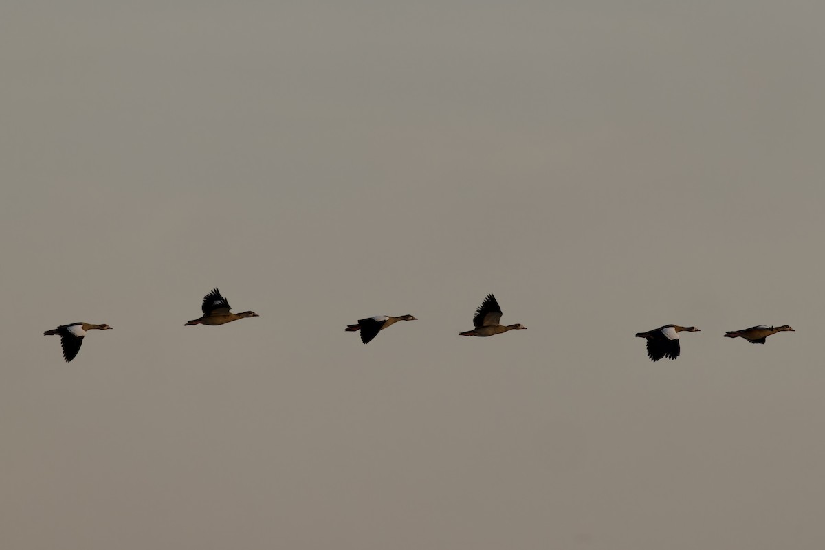 eBird Checklist - 26 Nov 2023 - Al Maha Forest--Pivot Fields (no access ...