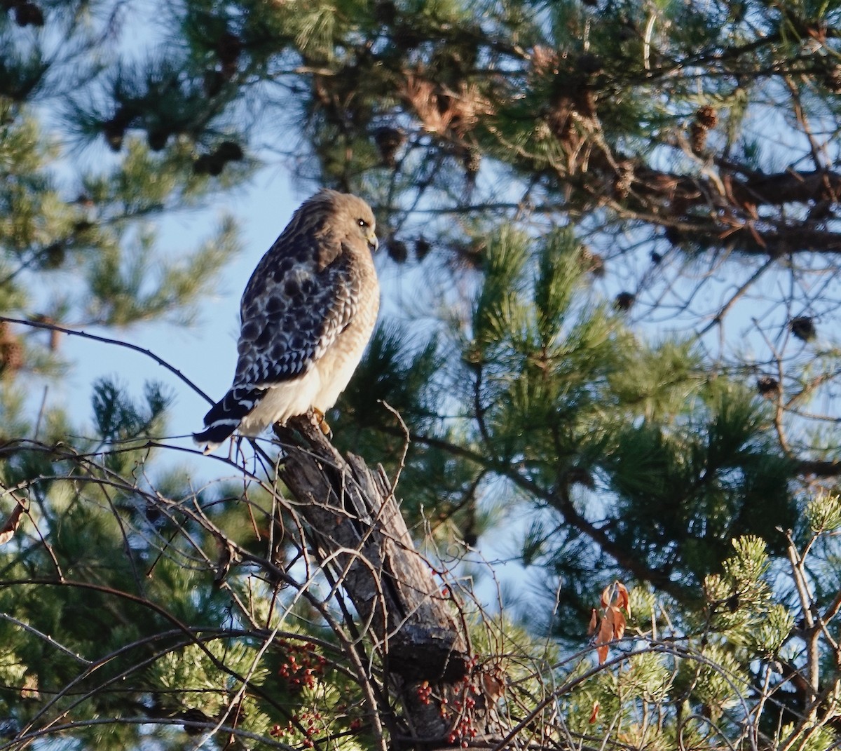 eBird Checklist - 27 Nov 2023 - The Rivanna Trail--Dunlora Access - 27 ...