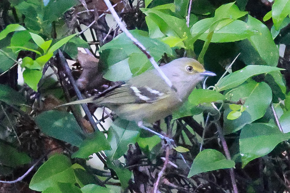 eBird Checklist - 27 Nov 2023 - Margaret Buschman Park - 29 species