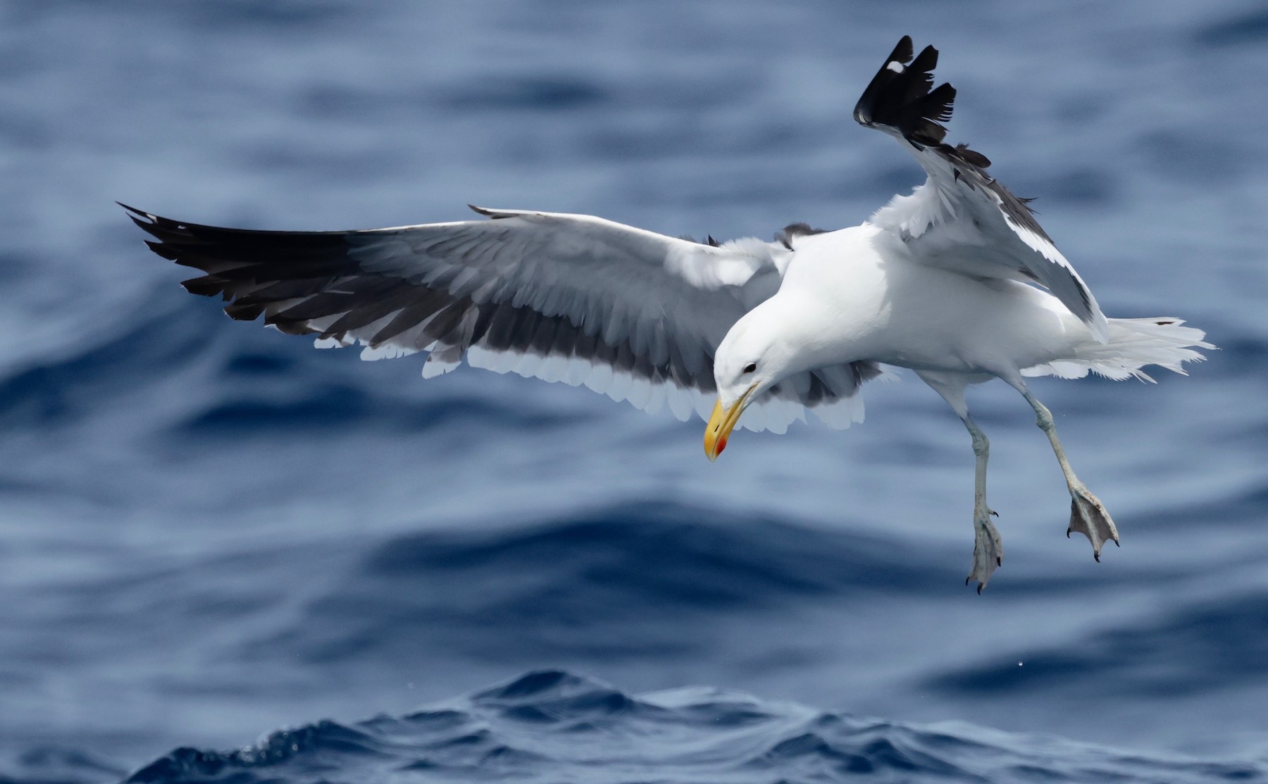 Kelp Gull (Cape) - eBird