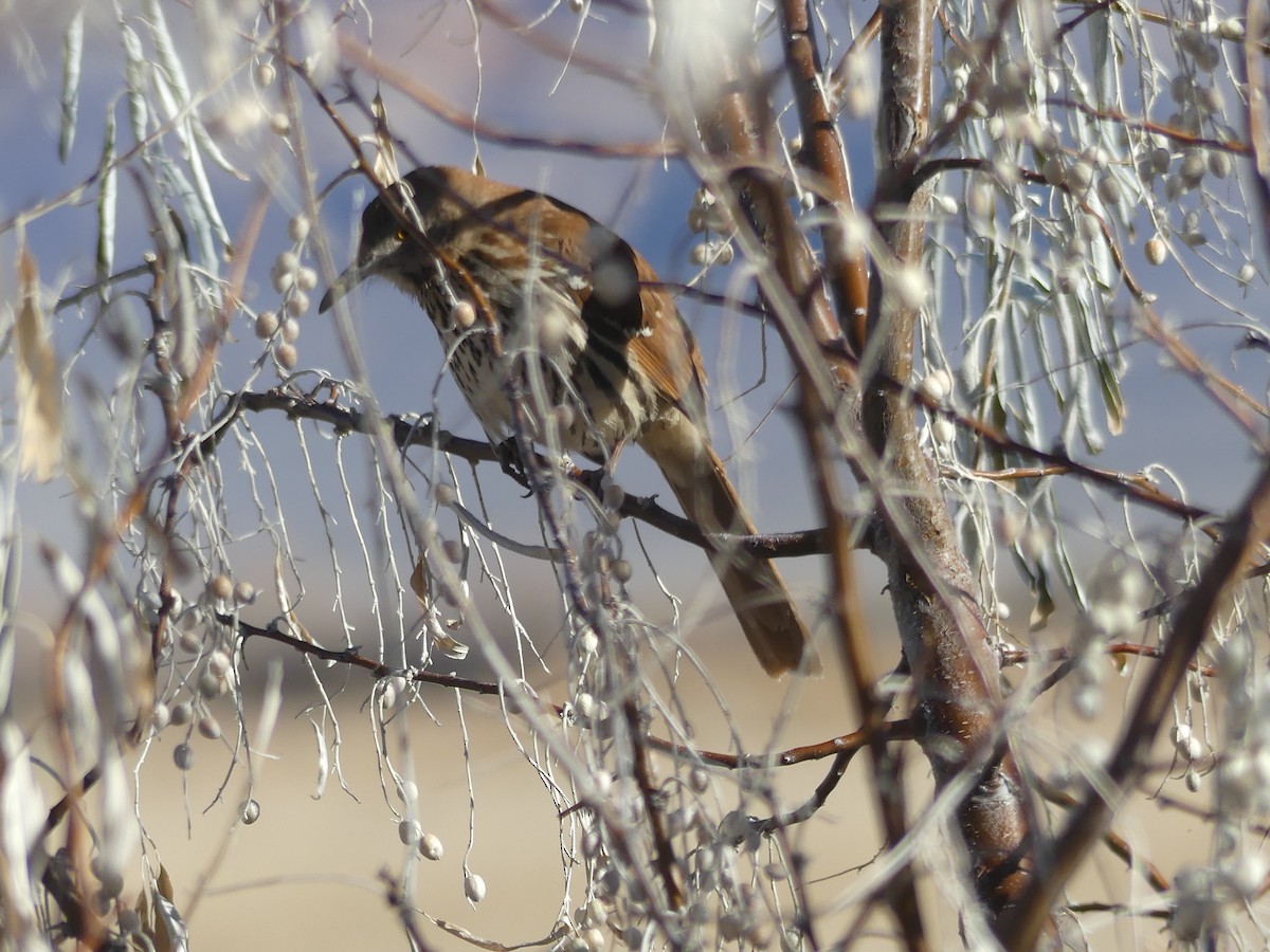eBird Checklist - 27 Nov 2023 - Fly Geyser (Restricted Access) - 26 species