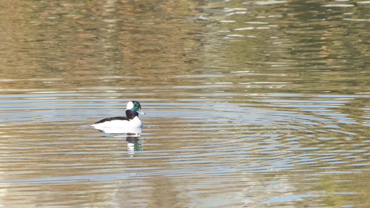eBird Checklist - 27 Nov 2023 - UC Merced--campus - 4 species