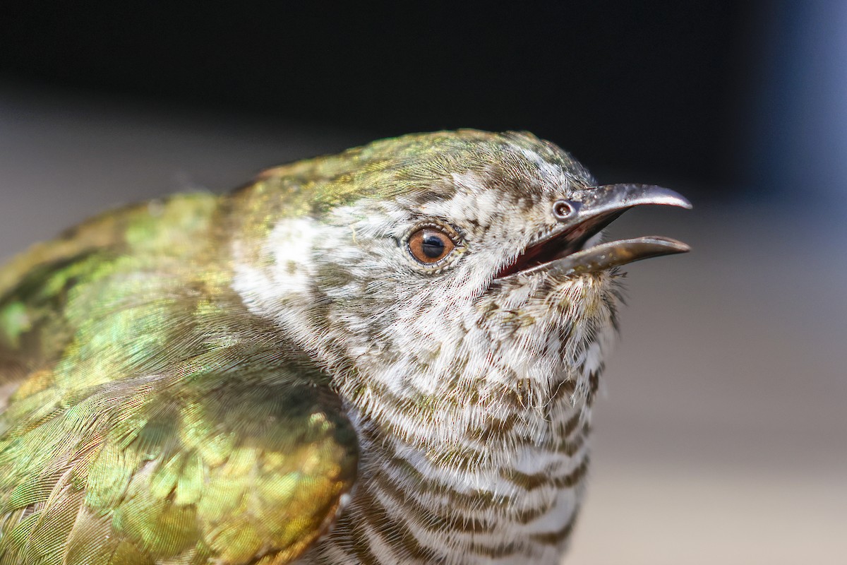 Shining Bronze-Cuckoo - Chrysococcyx lucidus - Media Search - Macaulay ...
